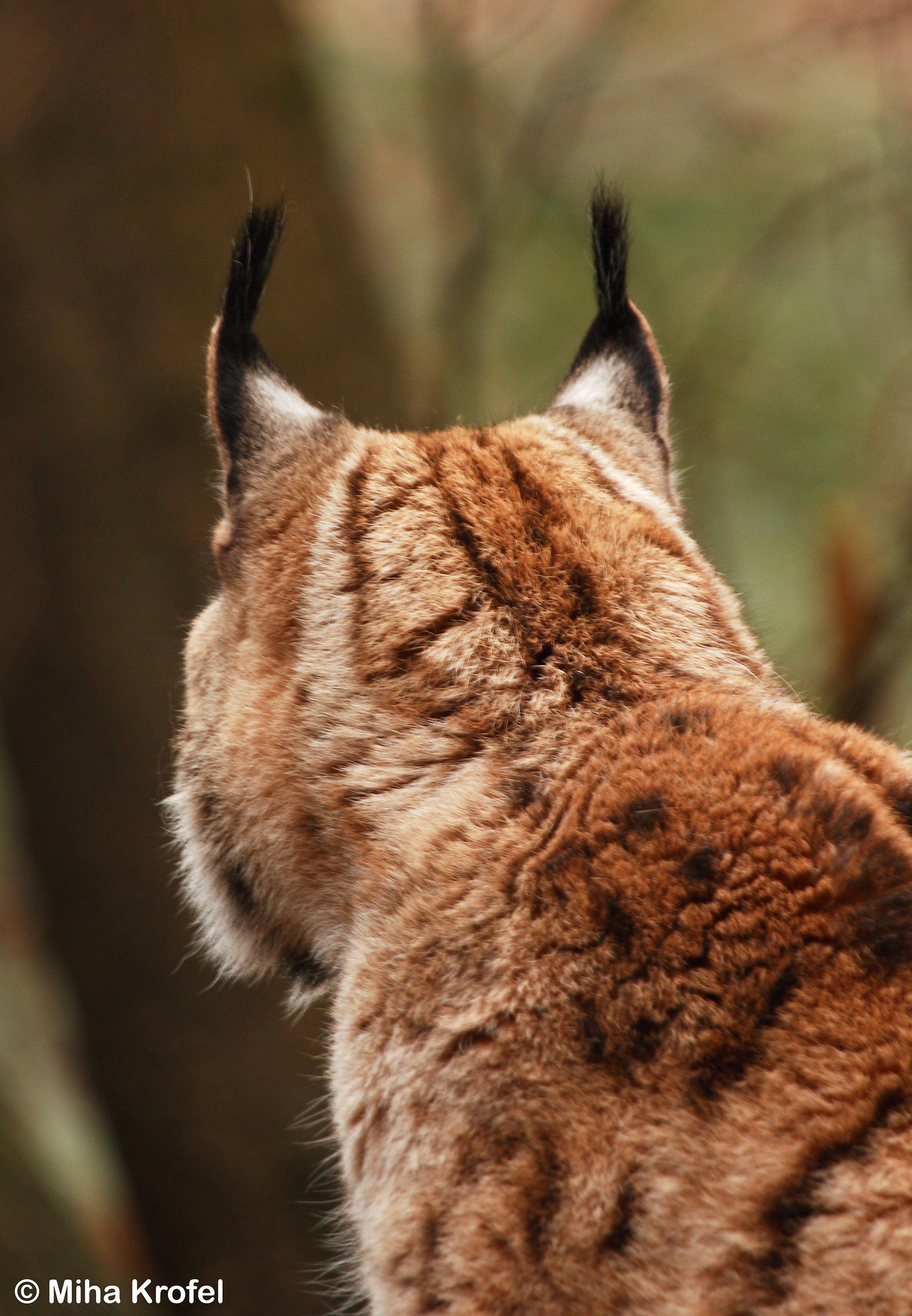 About the Project - Life lynx