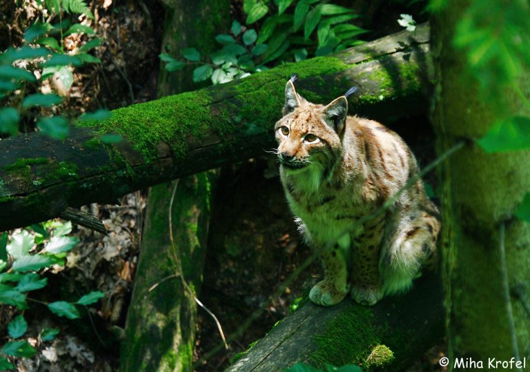 Lynx Populations - Life lynx