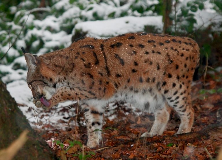 Biology - Life lynx