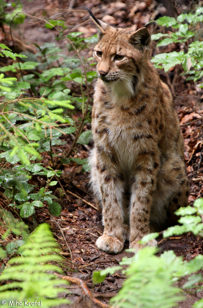 Lynx Populations - Life lynx