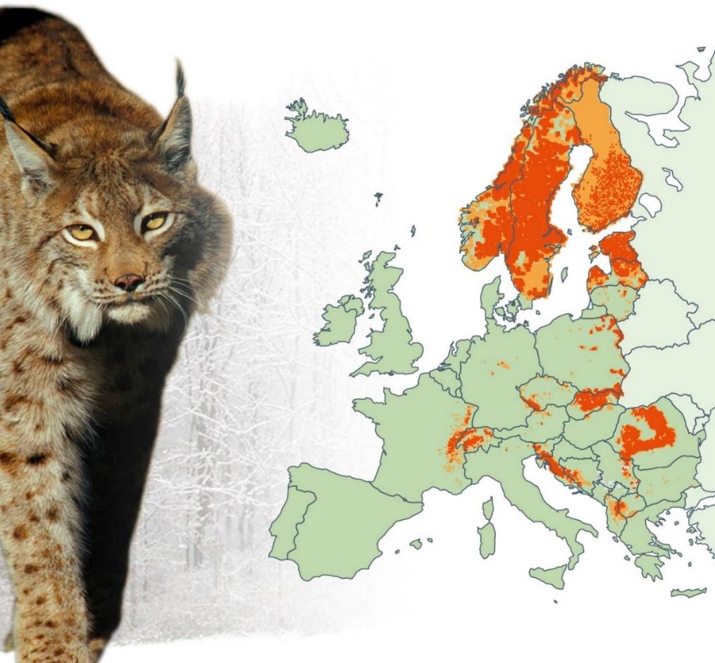 Lynx Populations - Life lynx