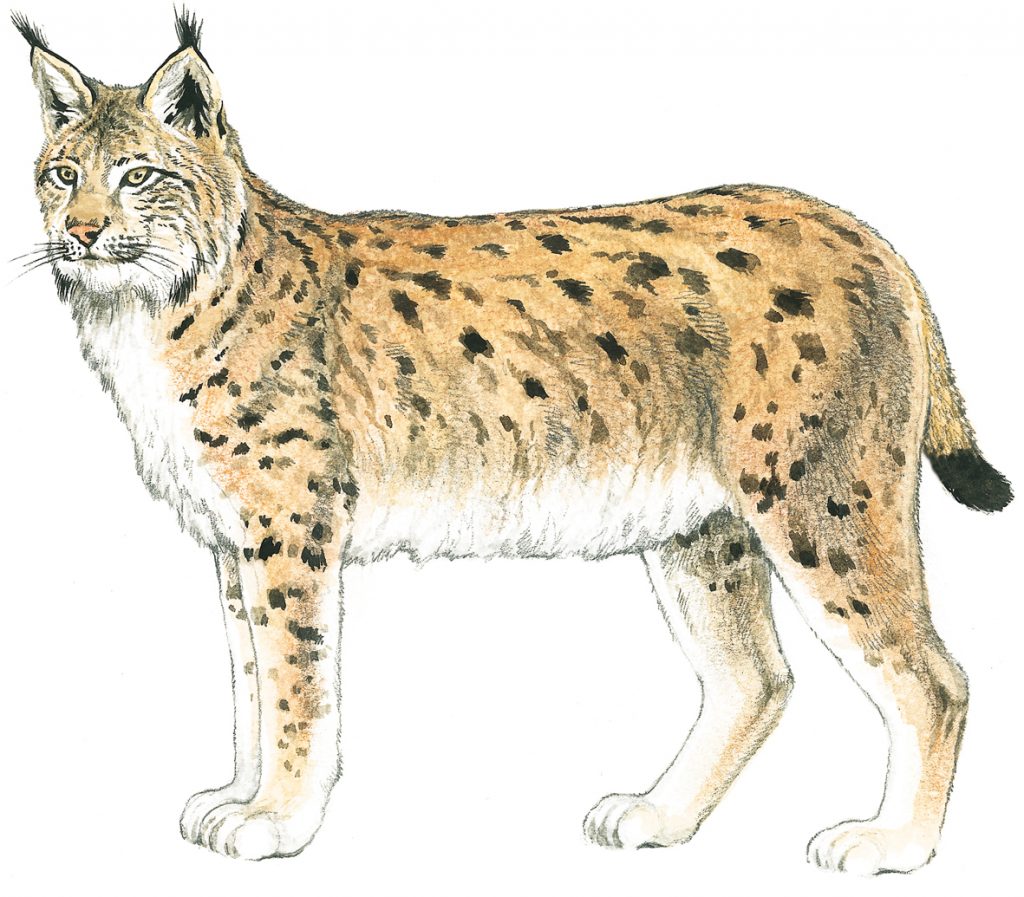 Biology - Life lynx
