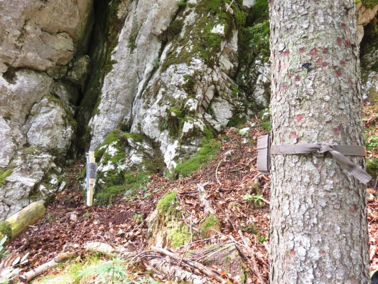 Camera trapping is on! - Life lynx