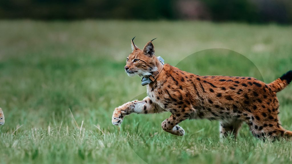 Final conference of the LIFE Lynx project and Eurolynx meeting - Life lynx