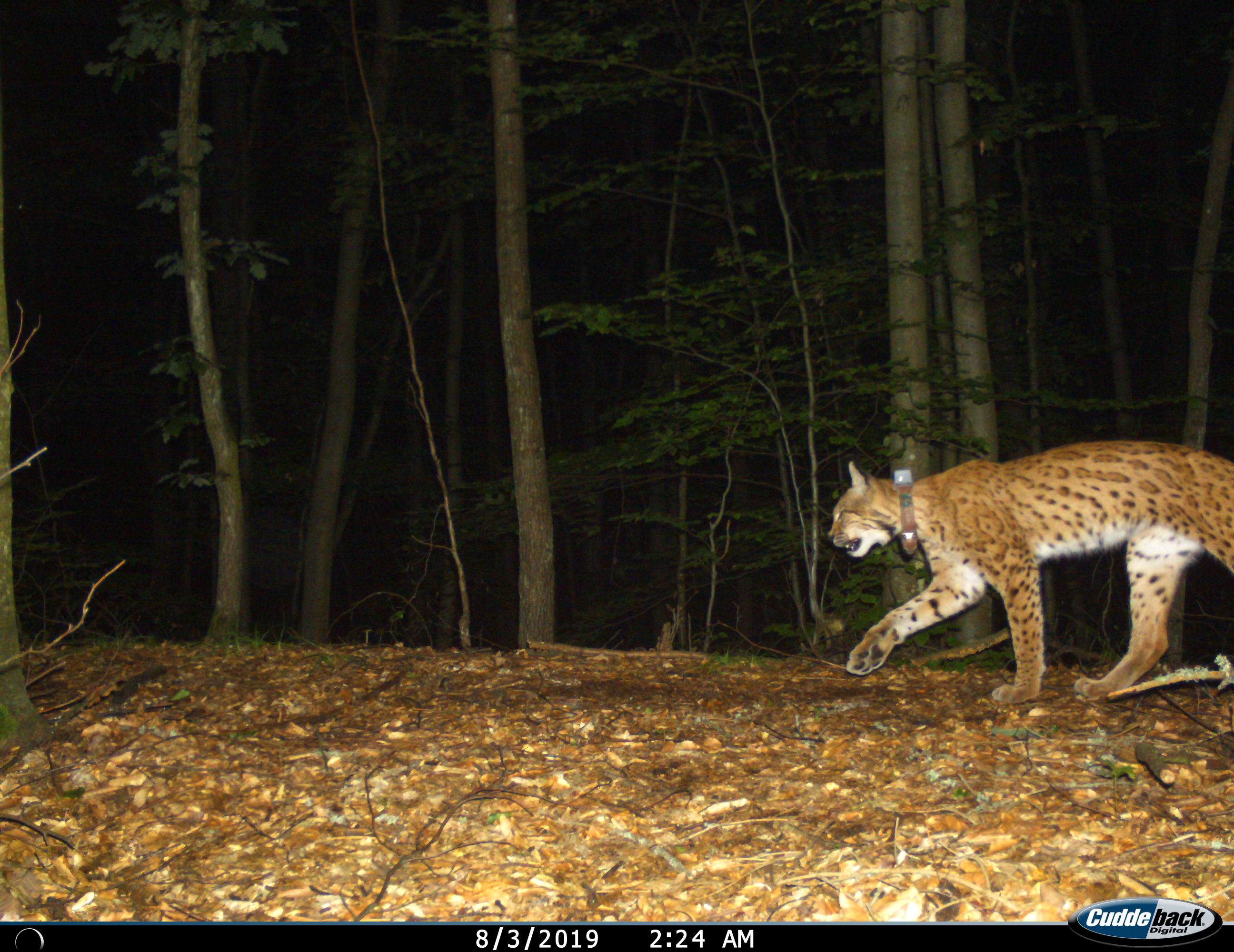 Choosing the best capturing locations in Slovakia - Life lynx