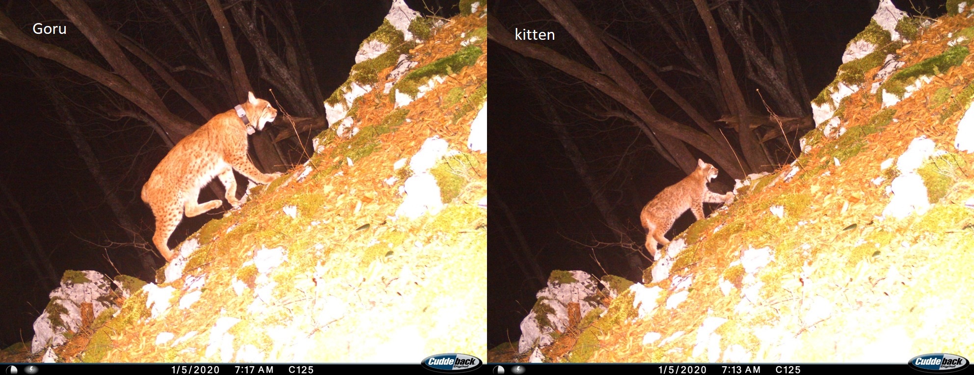 New photos of Teja, Goru and the kitten - Life lynx