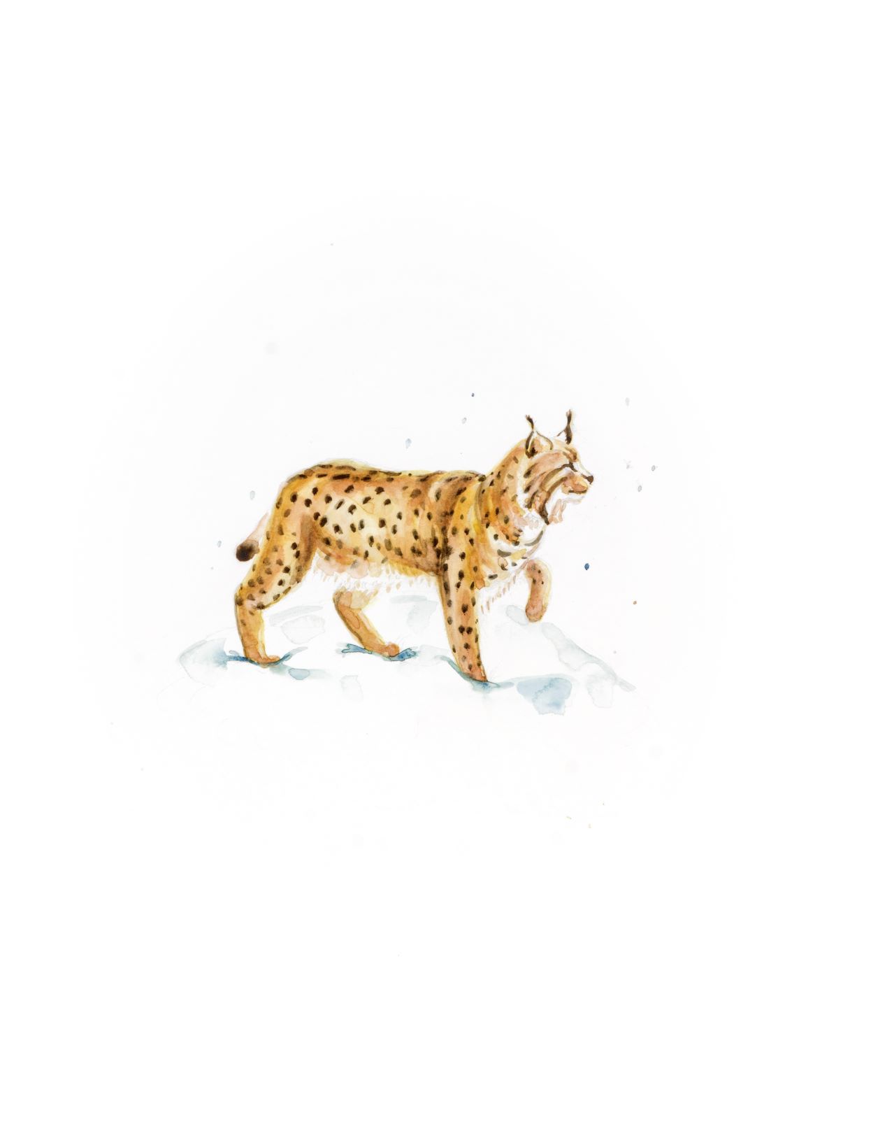 Digitized artworks about Lynx - Life lynx