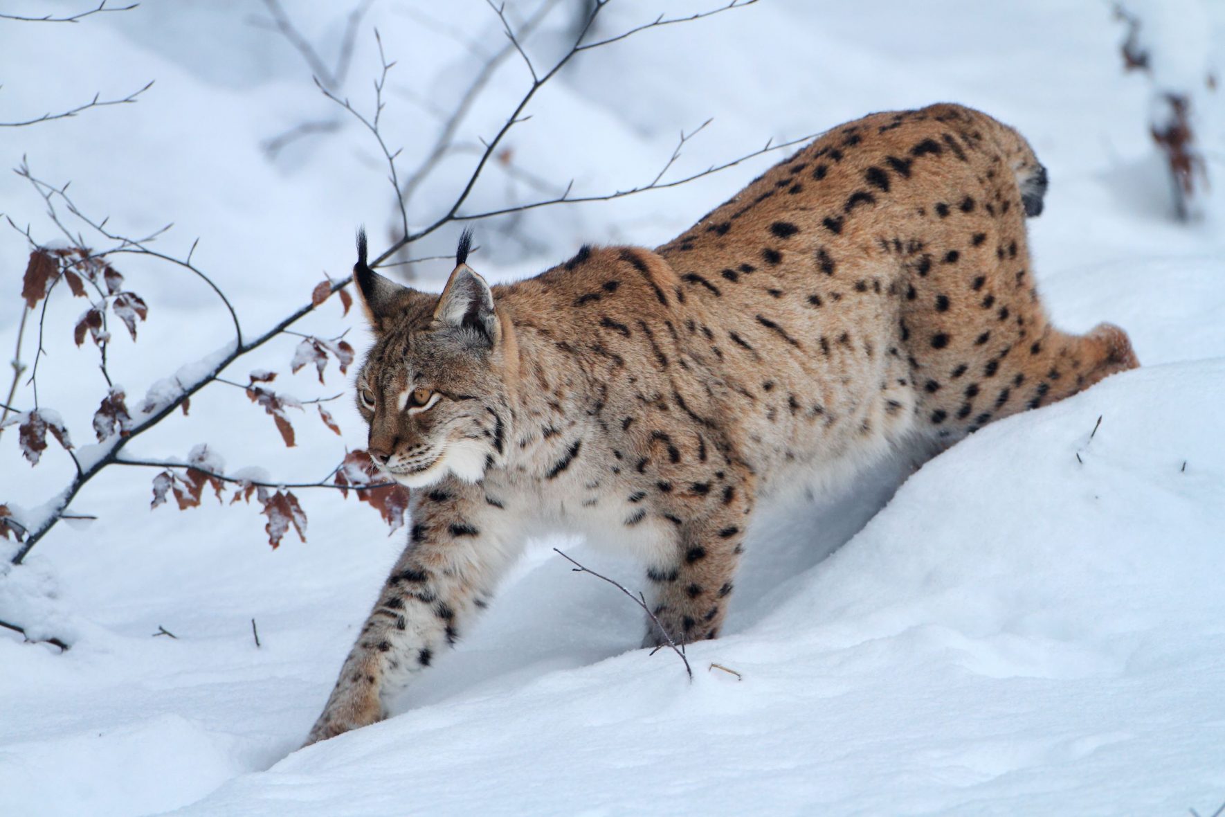 Path of the Lynx in Kobarid - Life lynx