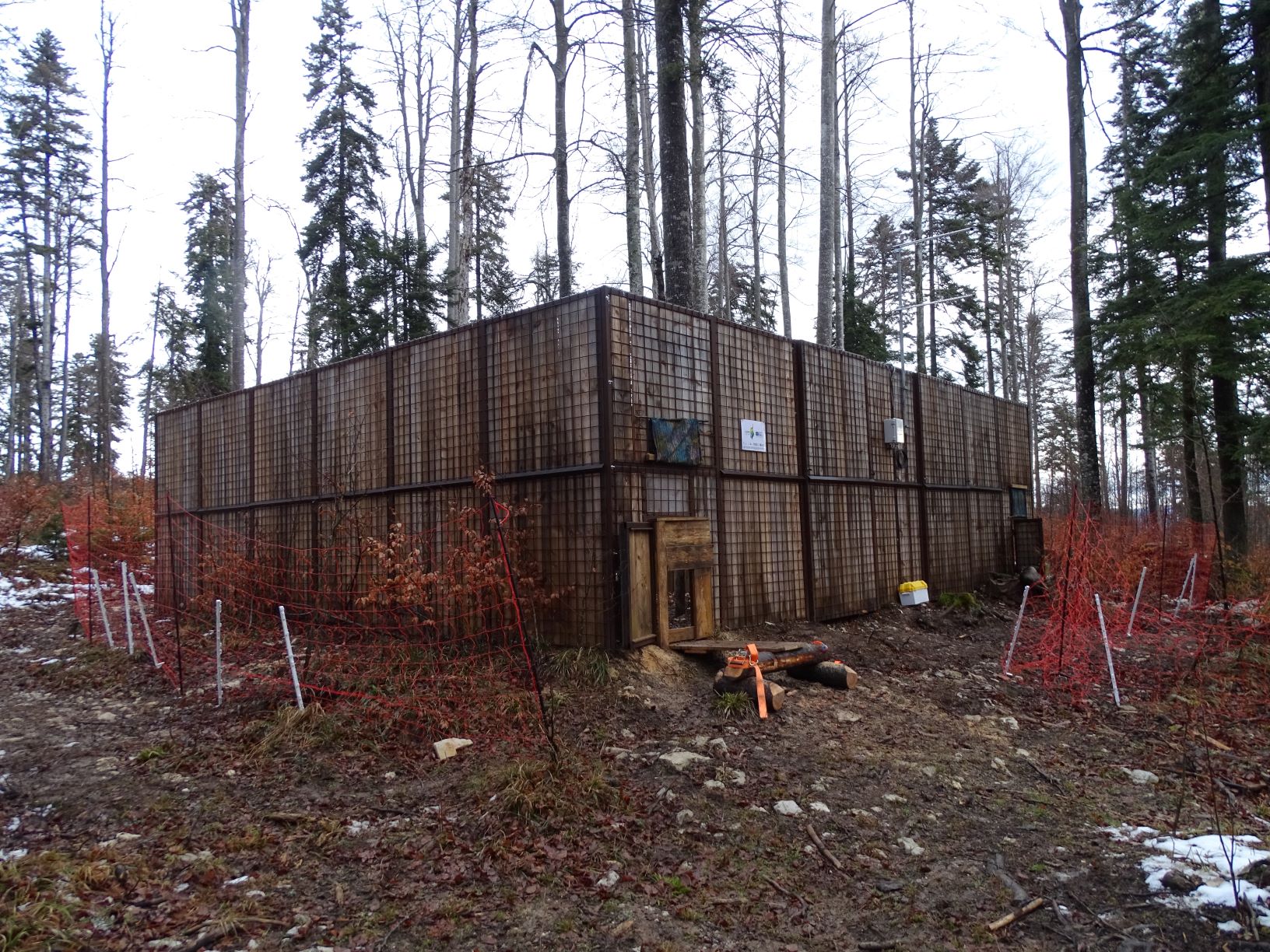Lynx Catalin already in quarantine enclosure in Slovenia - Life lynx