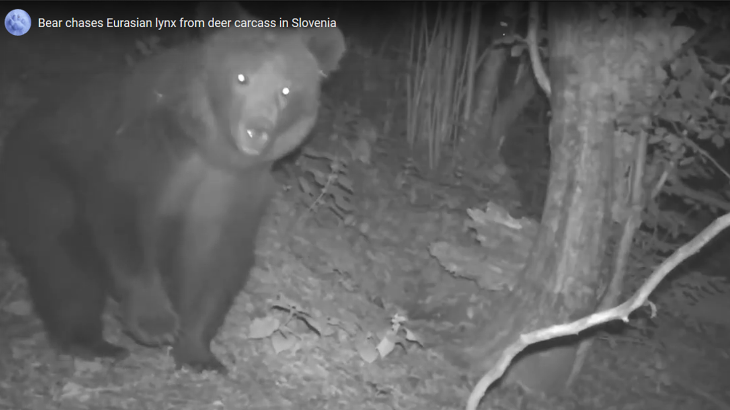 Kleptoparasitism in practice – bear vs. lynx - Life lynx