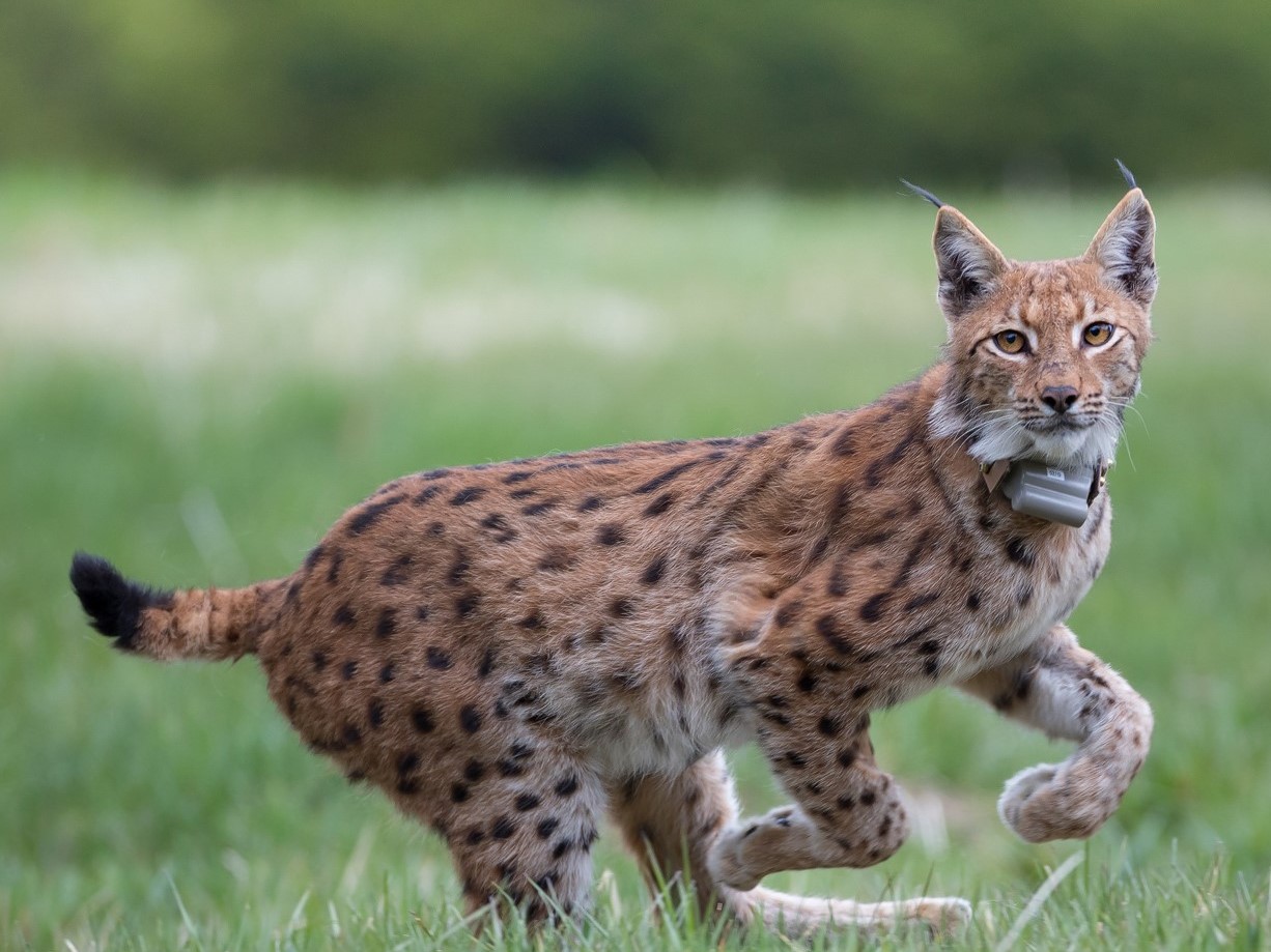Translocated Lynx - Life lynx