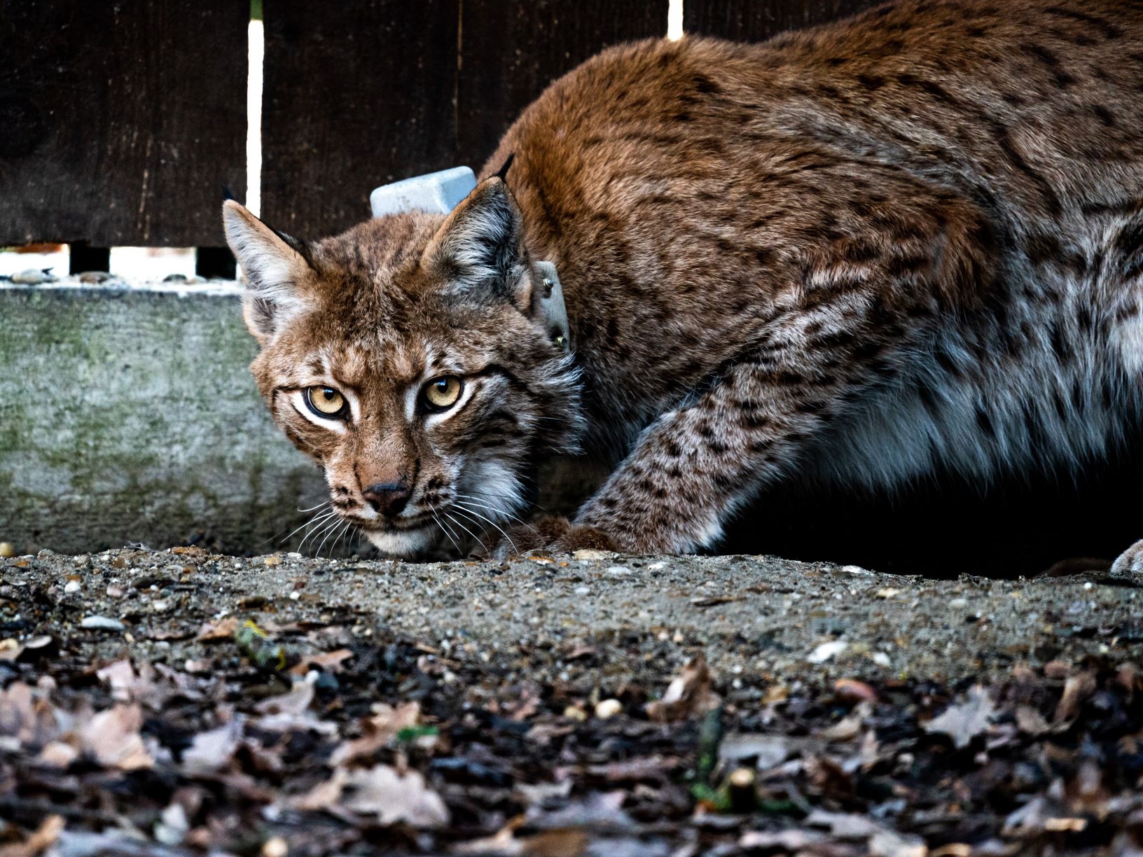 Translocated Lynx - Life lynx