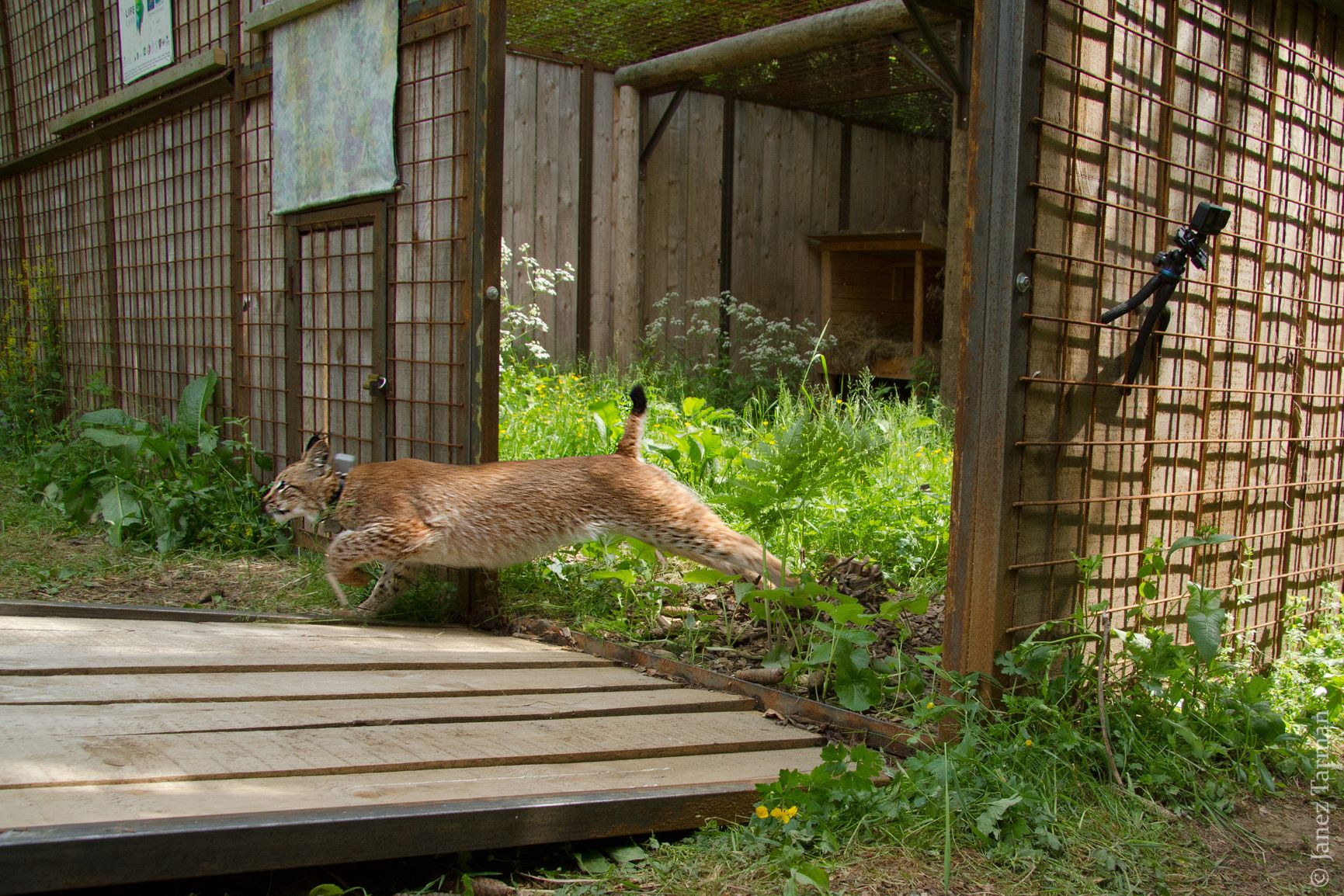 Overview of individual lynx monitoring showing overall success of ...