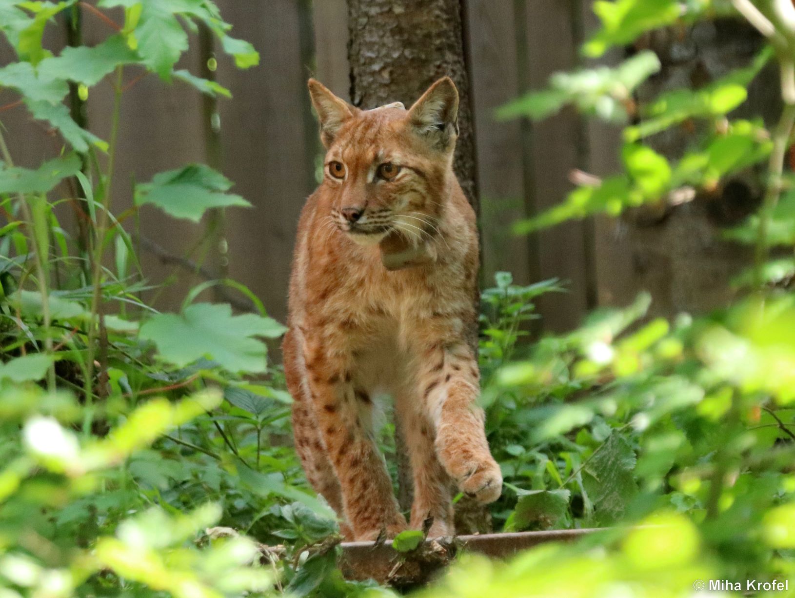 Lynx Maks inspired an investigation of wildlife crossing the highway ...