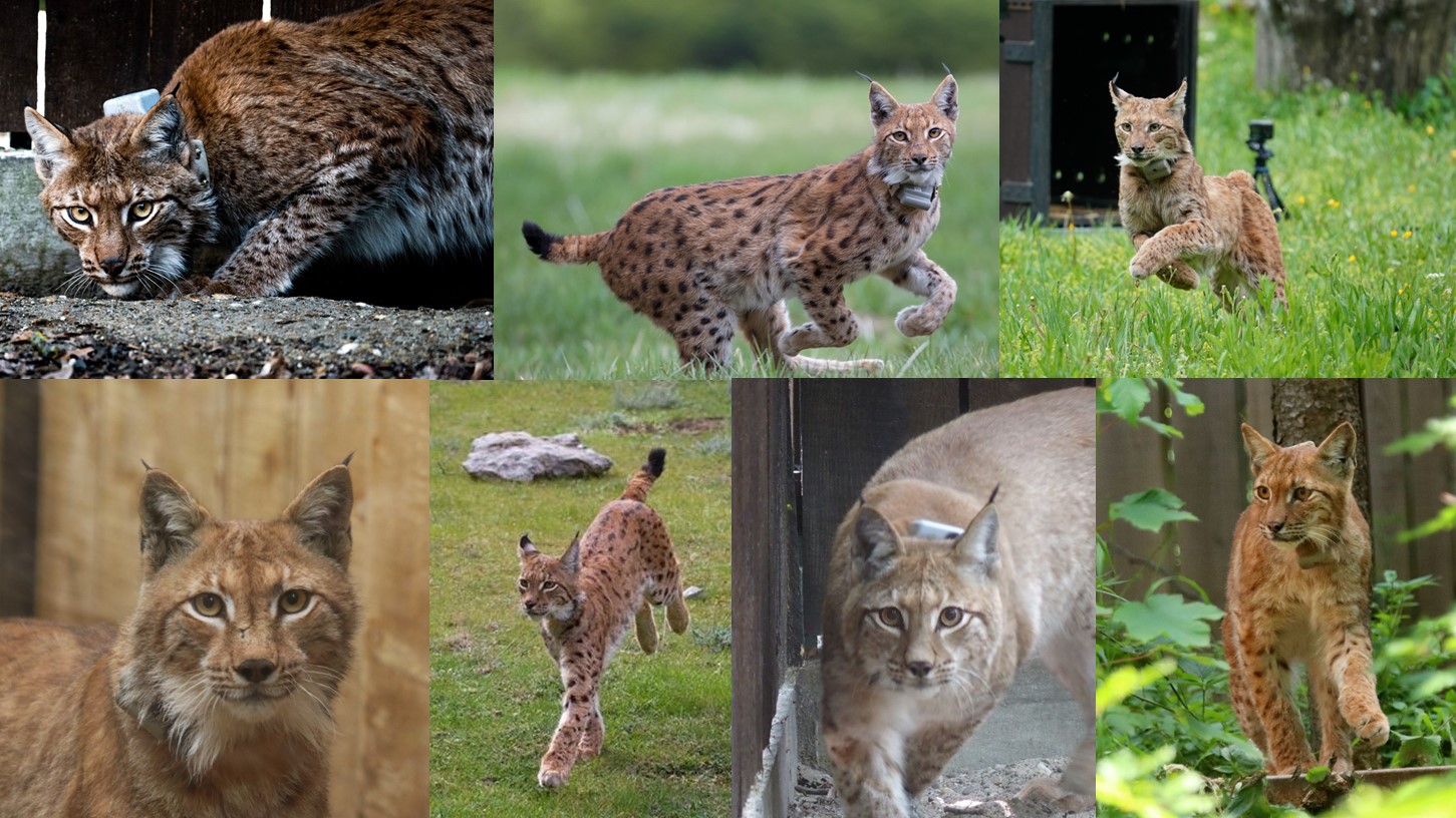 Great success – seven lynxes translocated in two years - Life lynx