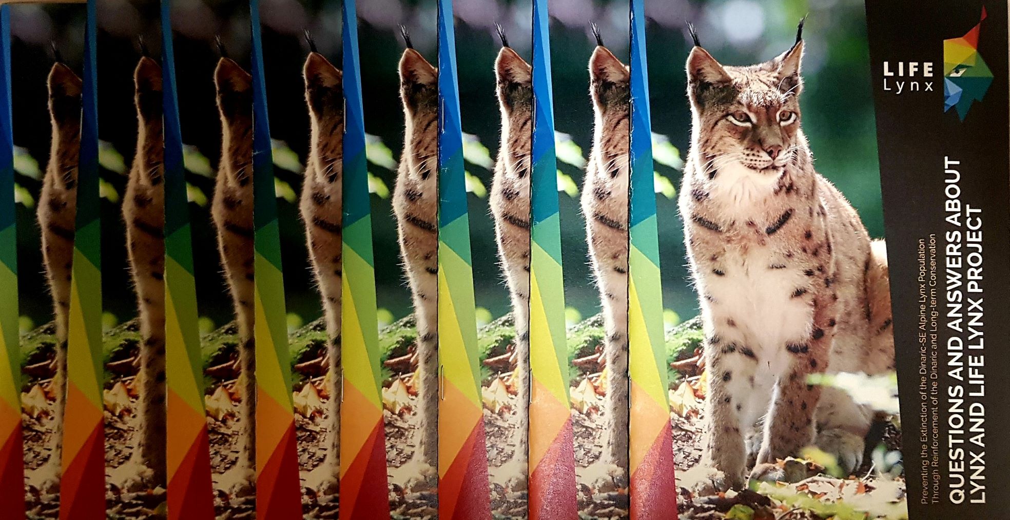 Answers and questions about lynx and LIFE Lynx project - Life lynx