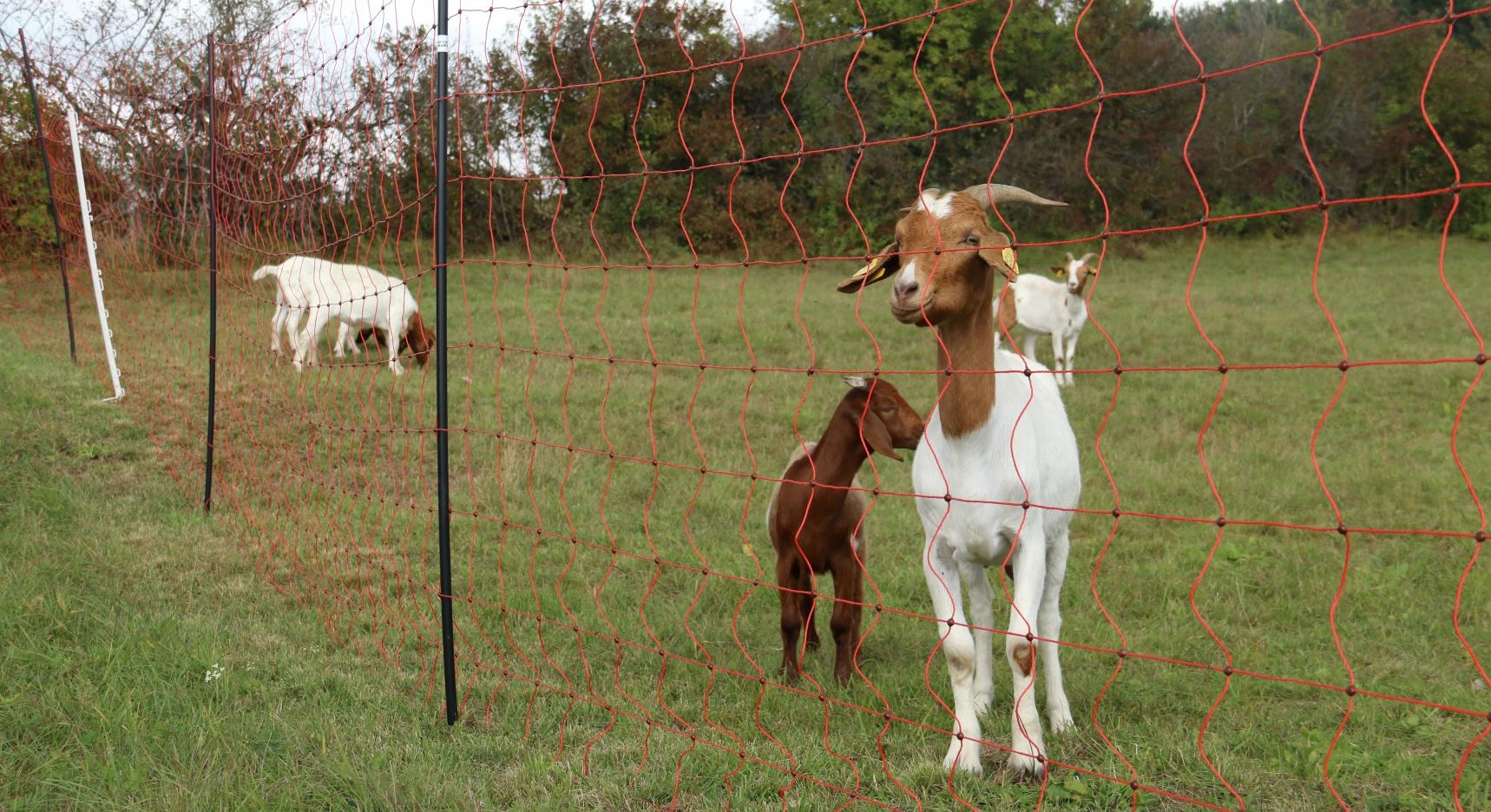 LIFE Lynx is helping farmers protect their grazing animals - Life lynx
