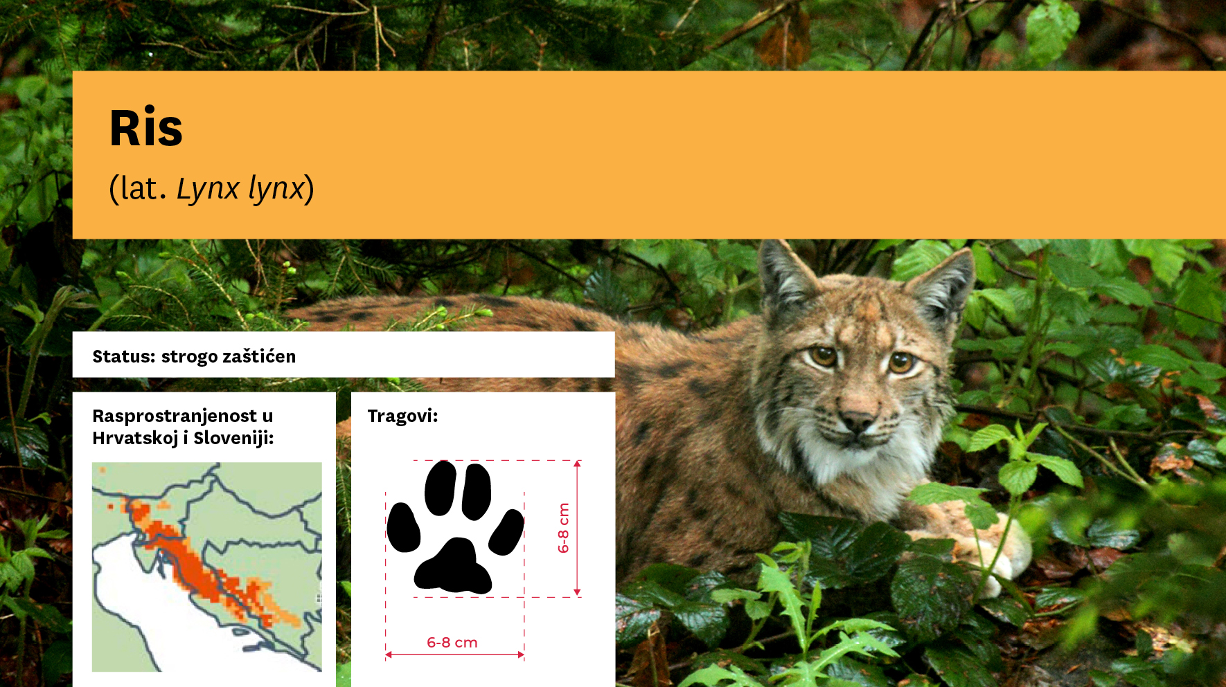 Velike zvijeri i povijest risa na Dinaridima - Life lynx