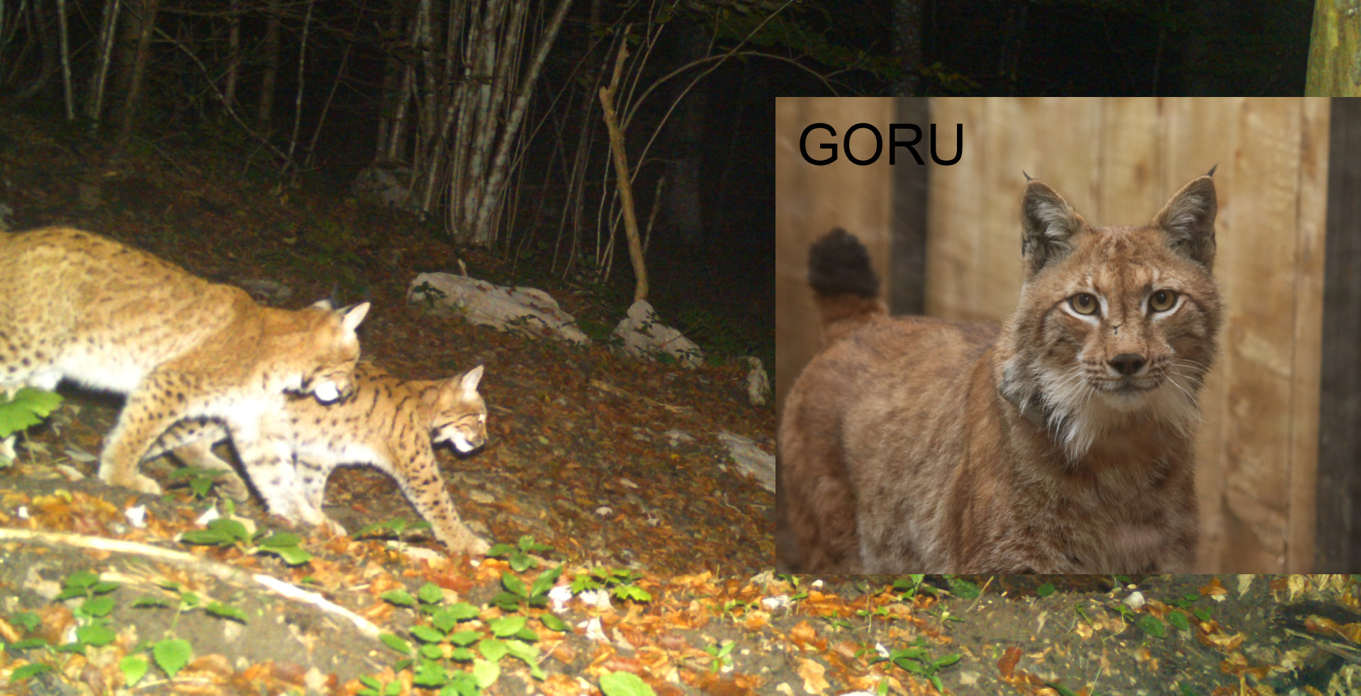 Confirmed – Goru is the father of Teja’s kittens - Life lynx