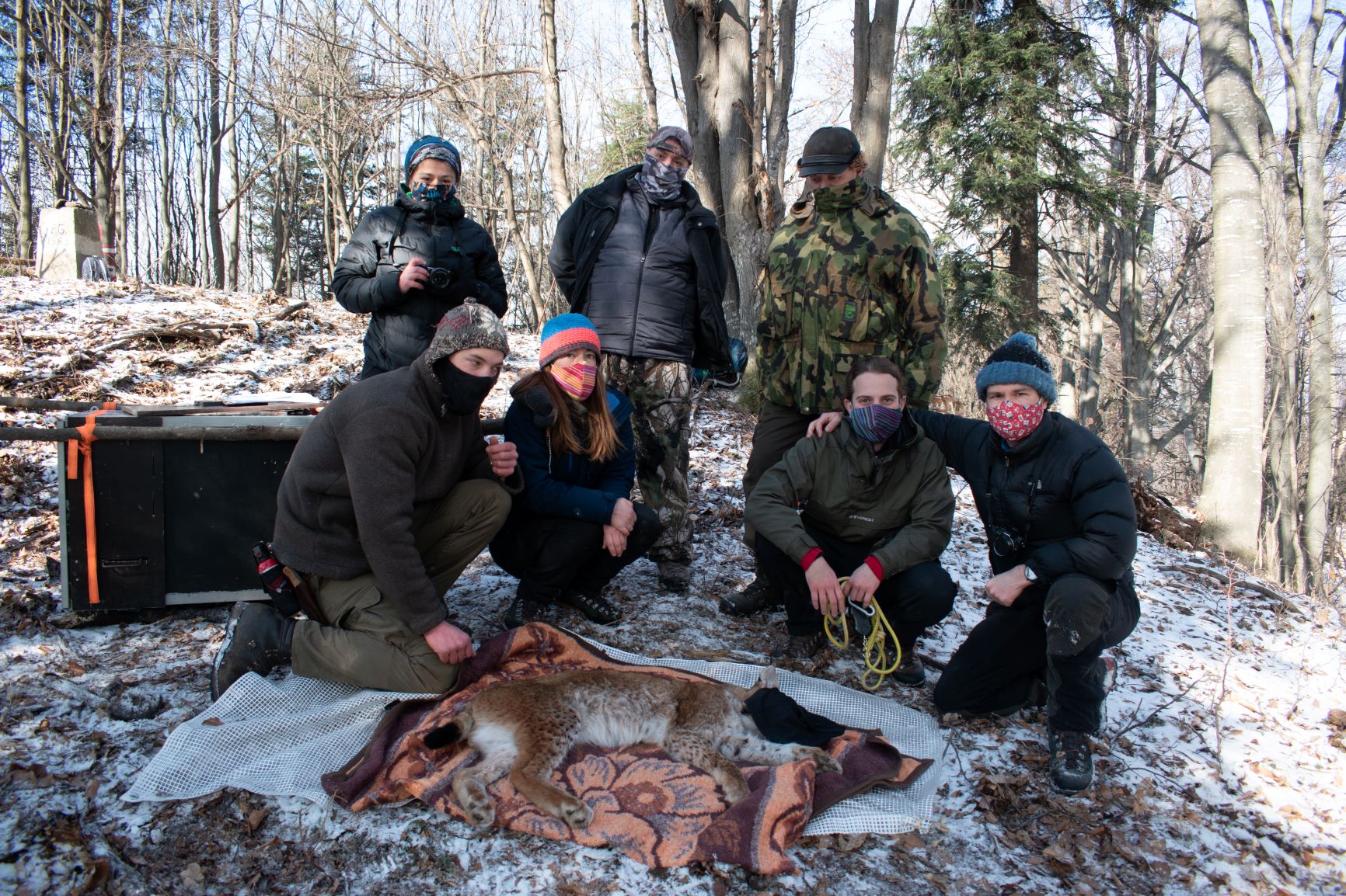 First female lynx captured in Romania - Life lynx