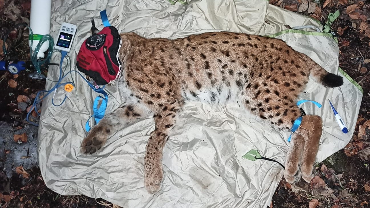 Lynx male captured in Slovakia - Life lynx