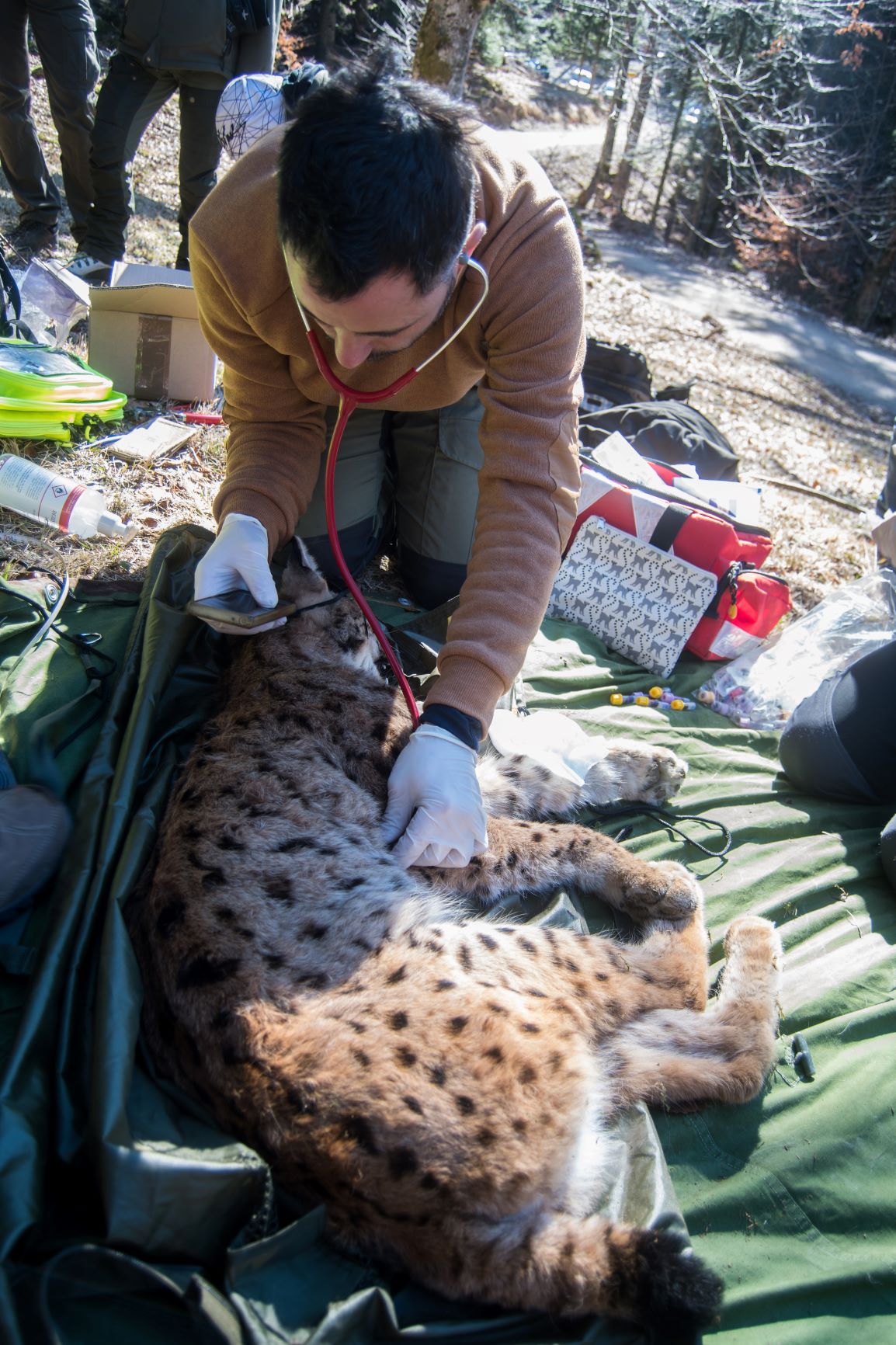 New female lynx collared in Kočevsko - Life lynx