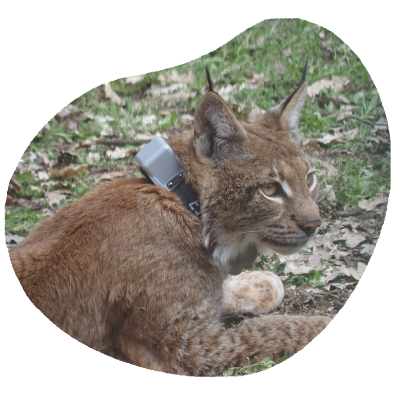 Home - Life lynx