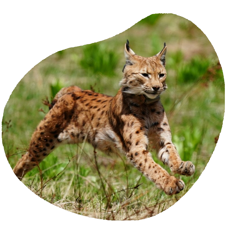 - Life lynx