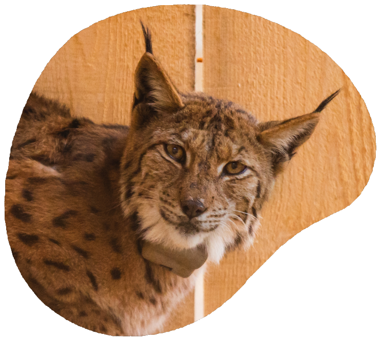 - Life lynx