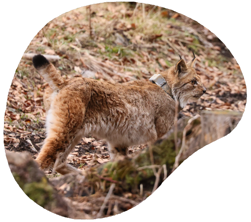 - Life lynx