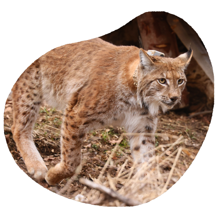 Home - Life lynx