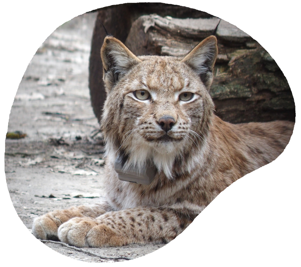 - Life lynx