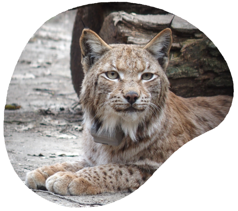 - Life lynx