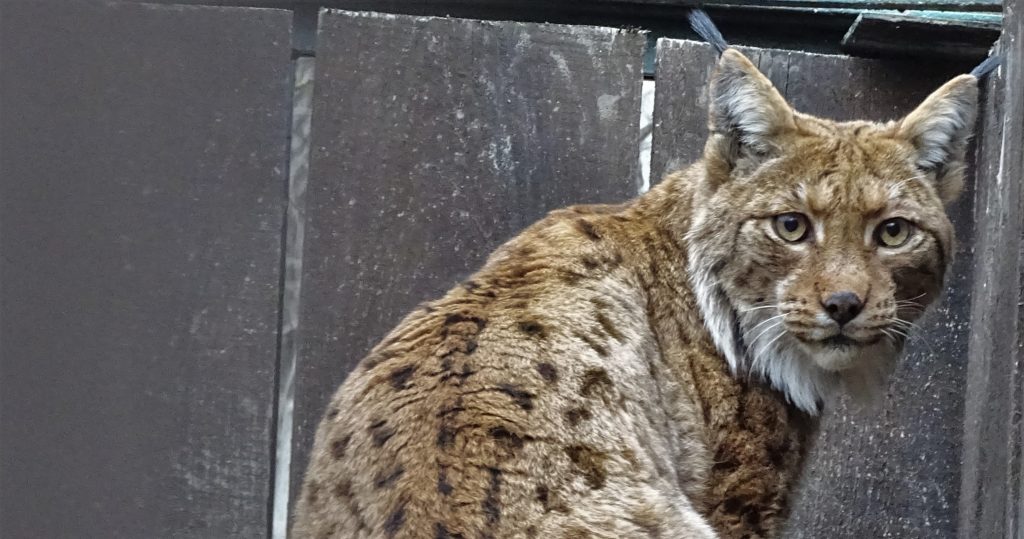 First lynx captured in Romania this year - Life lynx