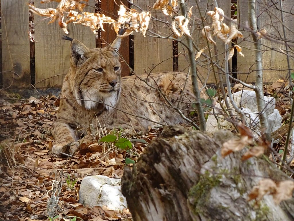 Ninth lynx from Romania arrived in Slovenia - Life lynx