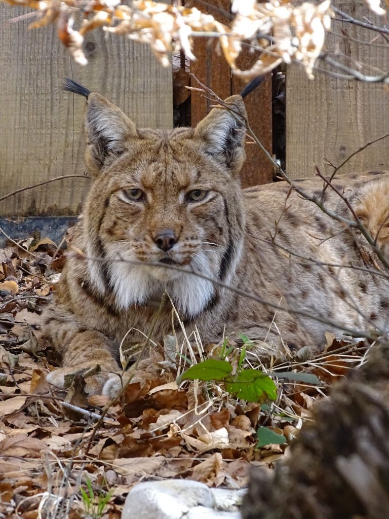Ninth lynx from Romania arrived in Slovenia - Life lynx