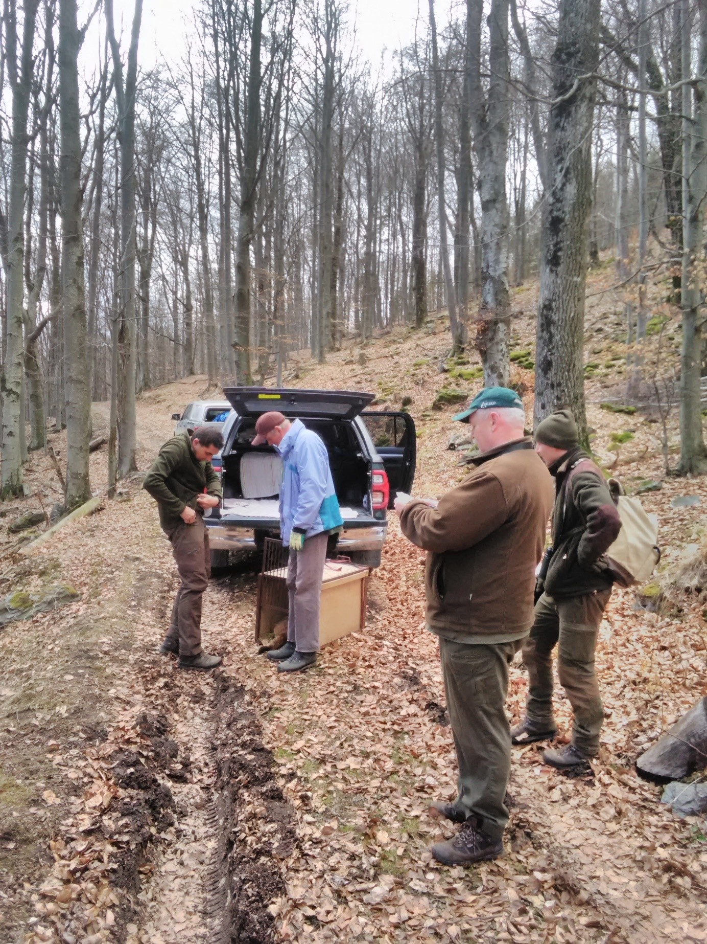 Lubomir – adult male lynx captured in Slovakia - Life lynx