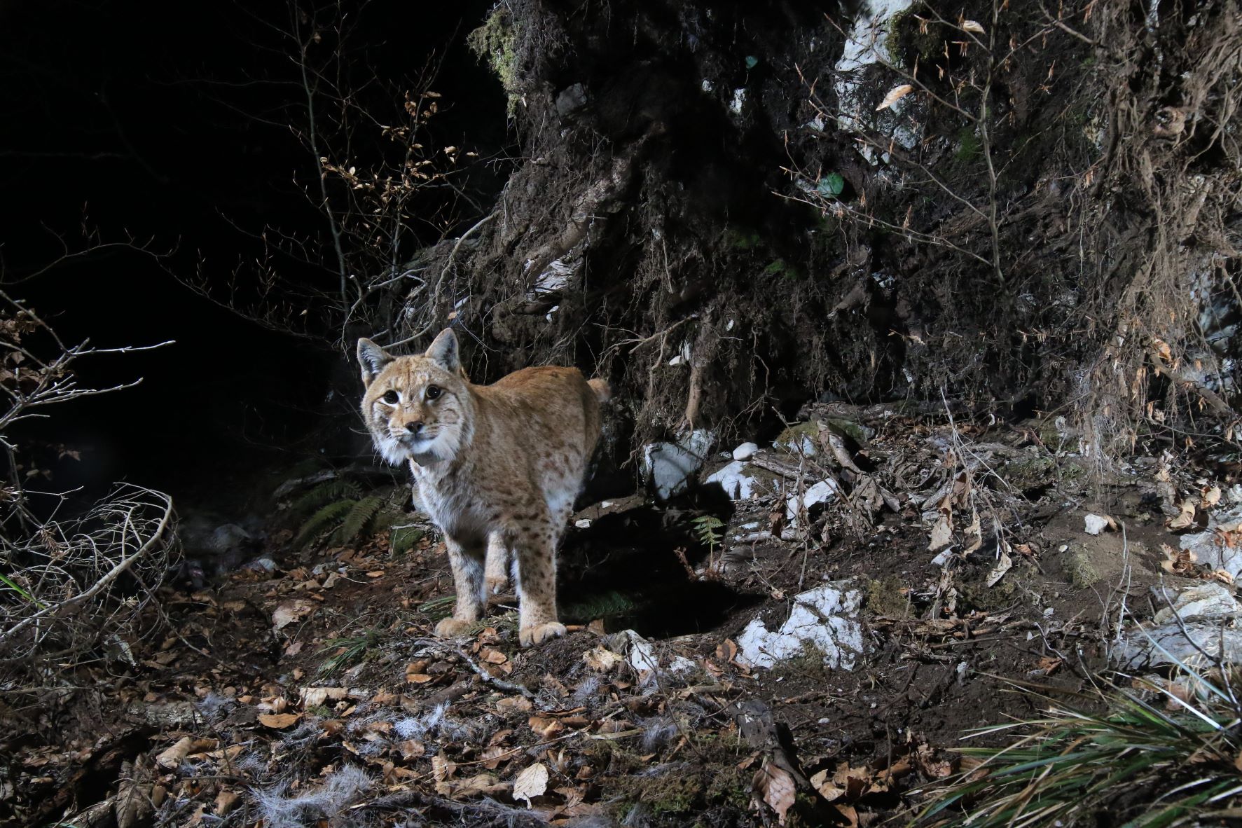 It has been three years since Goru was released in Slovenian forests ...