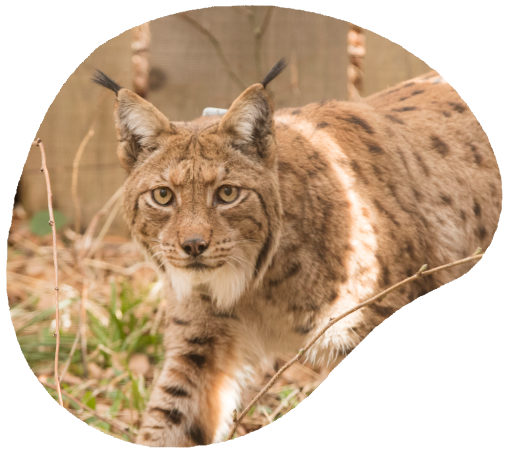 - Life lynx