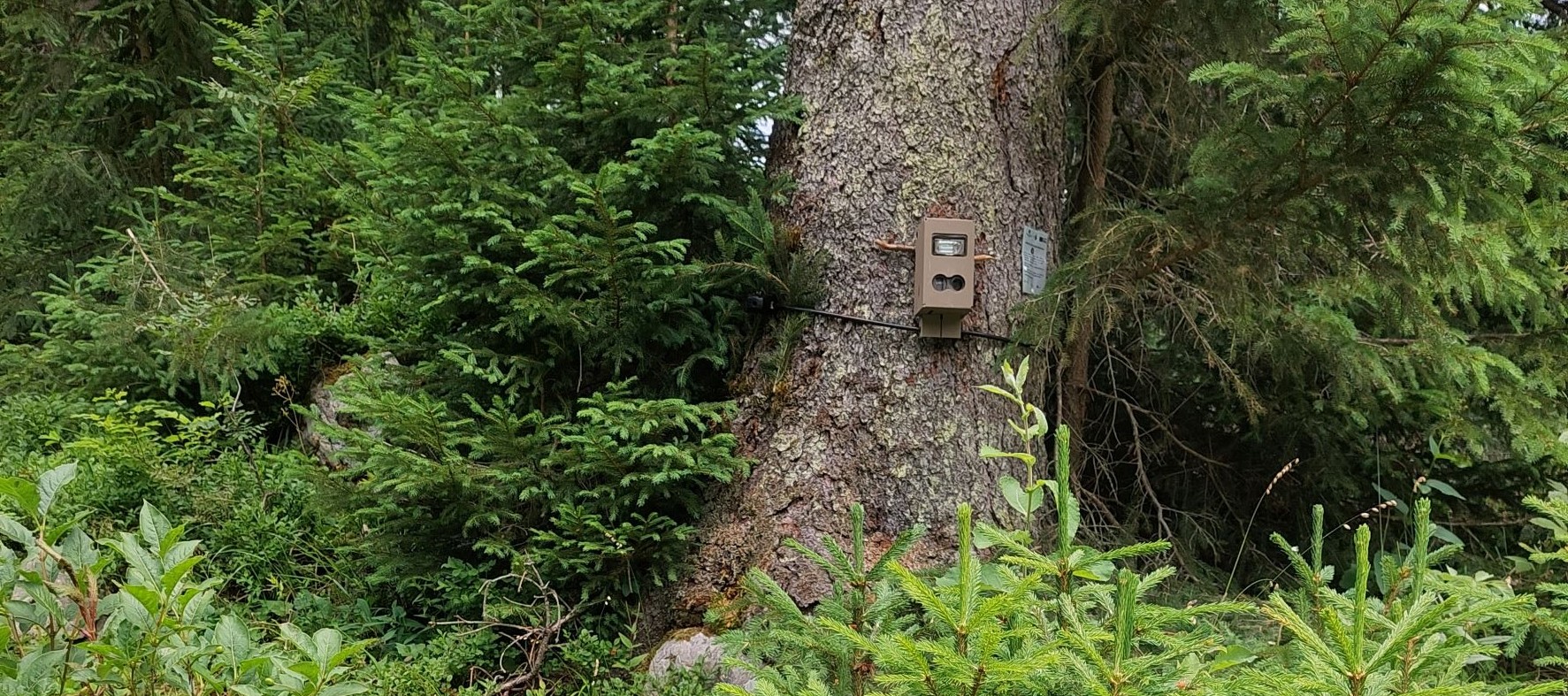 We are looking for Tris, Lenka and Zois with camera traps in Gorenjska ...