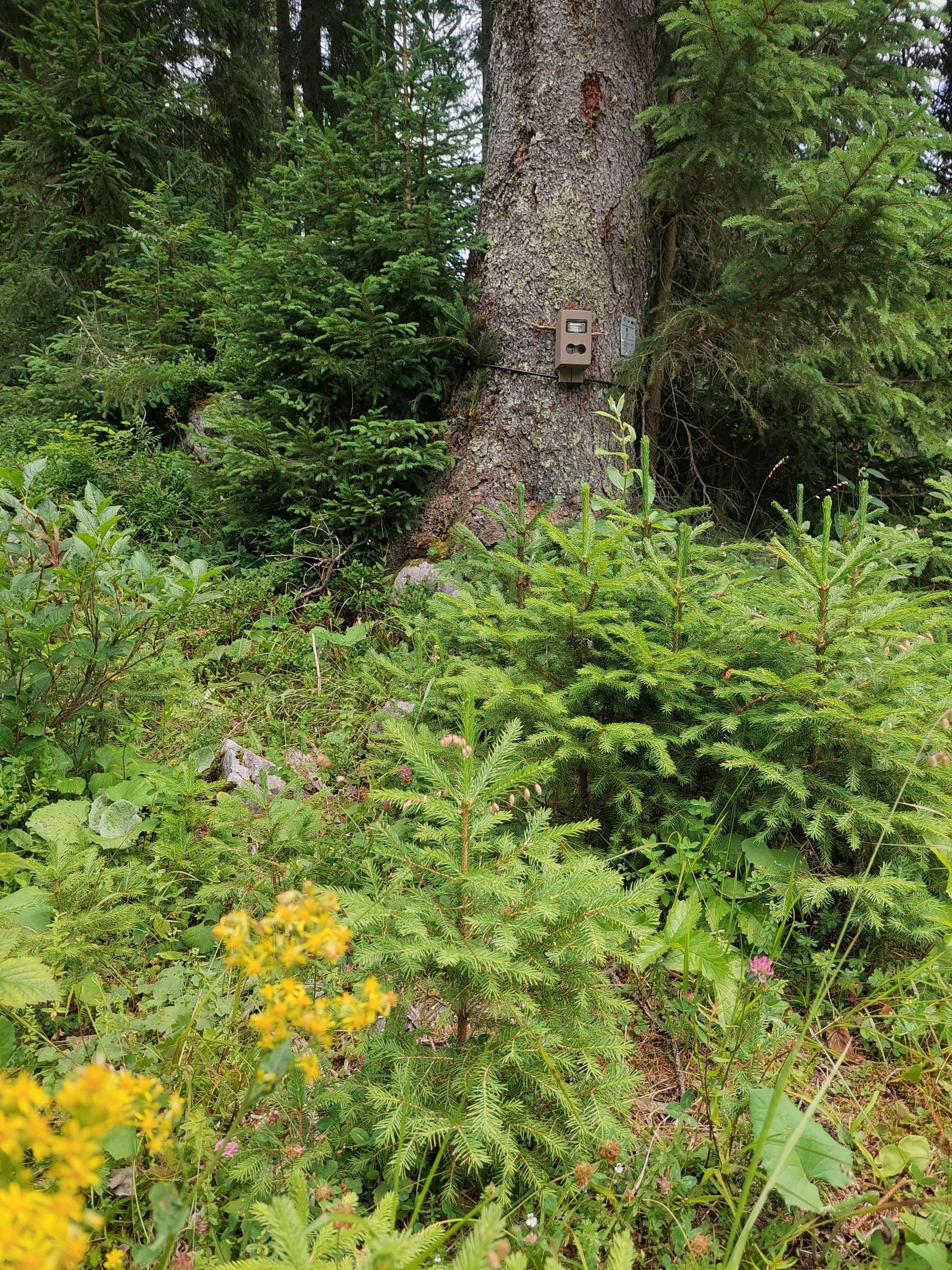 We are looking for Tris, Lenka and Zois with camera traps in Gorenjska ...