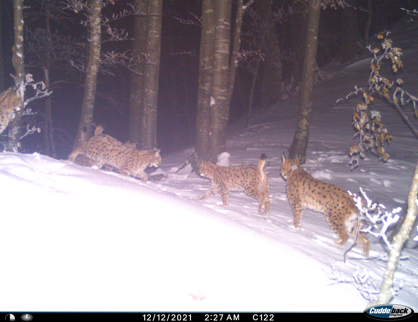 Lynx kittens in the 2021-2022 monitoring season - Life lynx