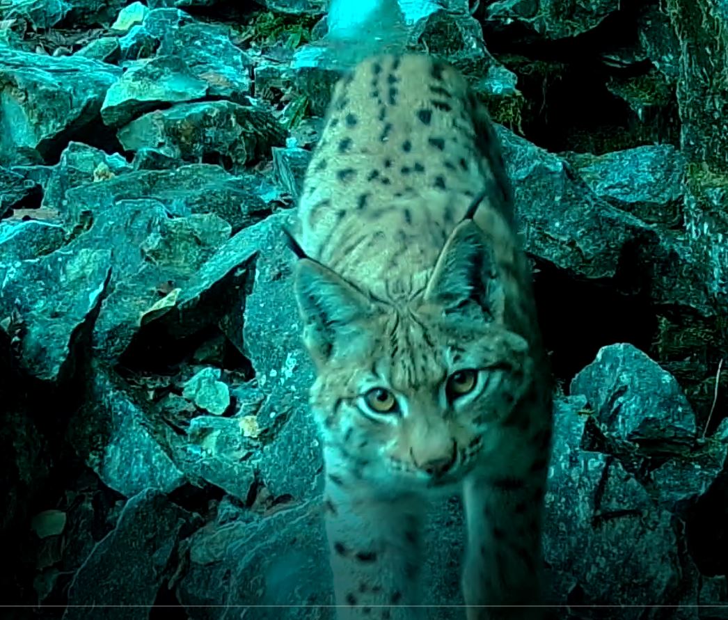 Lynx kittens in the 2021-2022 monitoring season - Life lynx