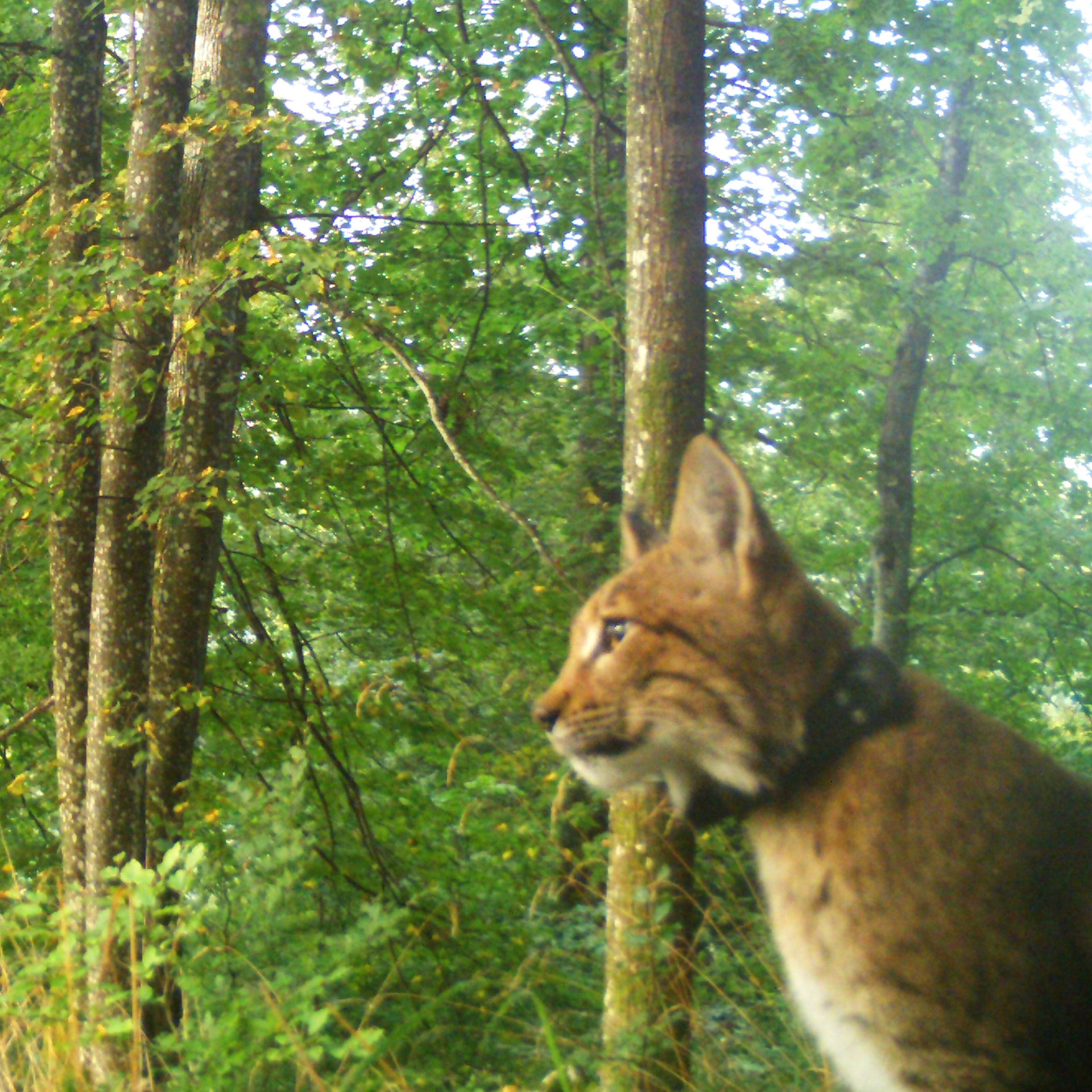 What is going on with Goru’s and Teja’s offspring? - Life lynx