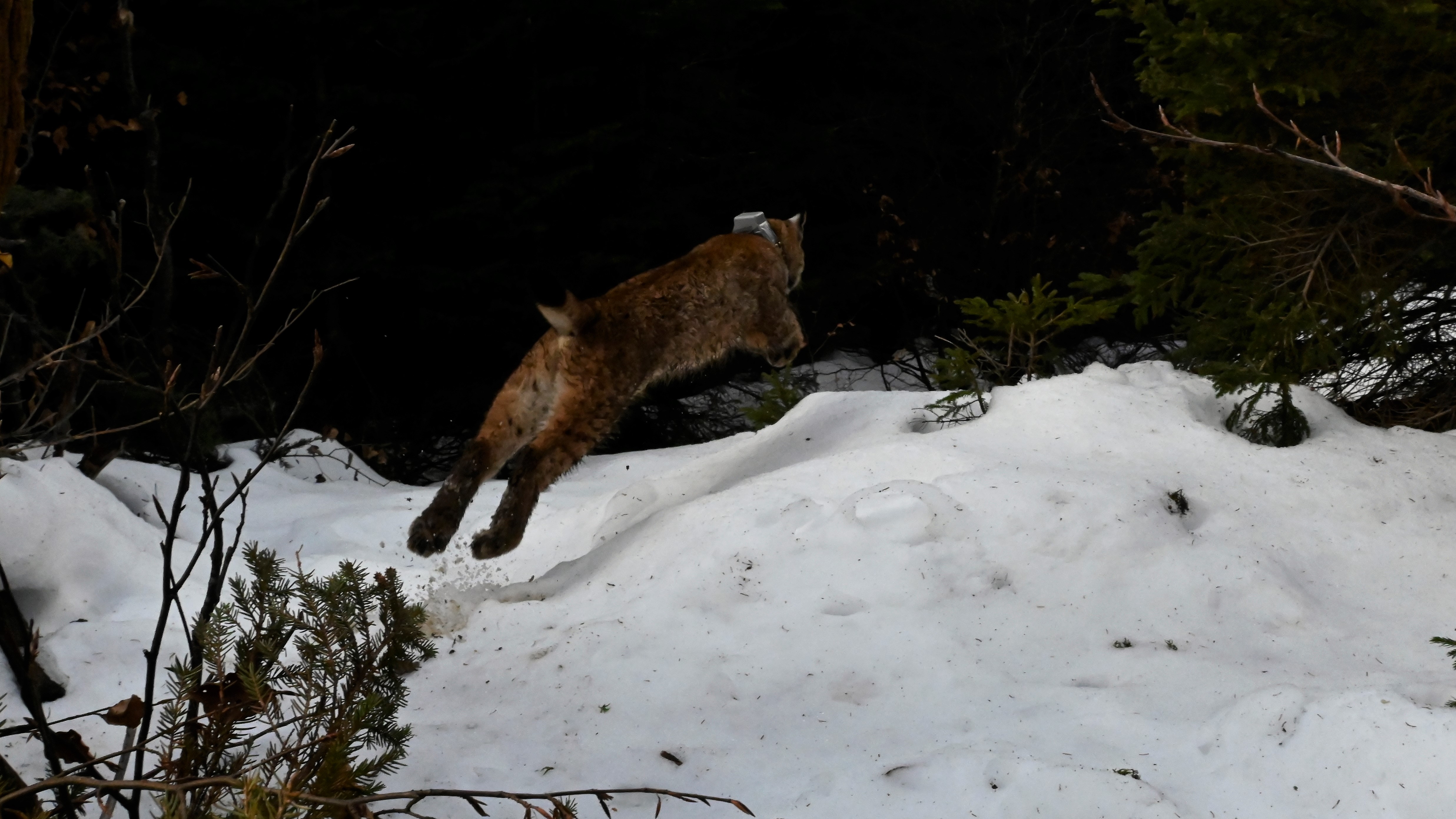 Meri, the first lynx offspring from Slovenian Alps, wearing a telemetry ...