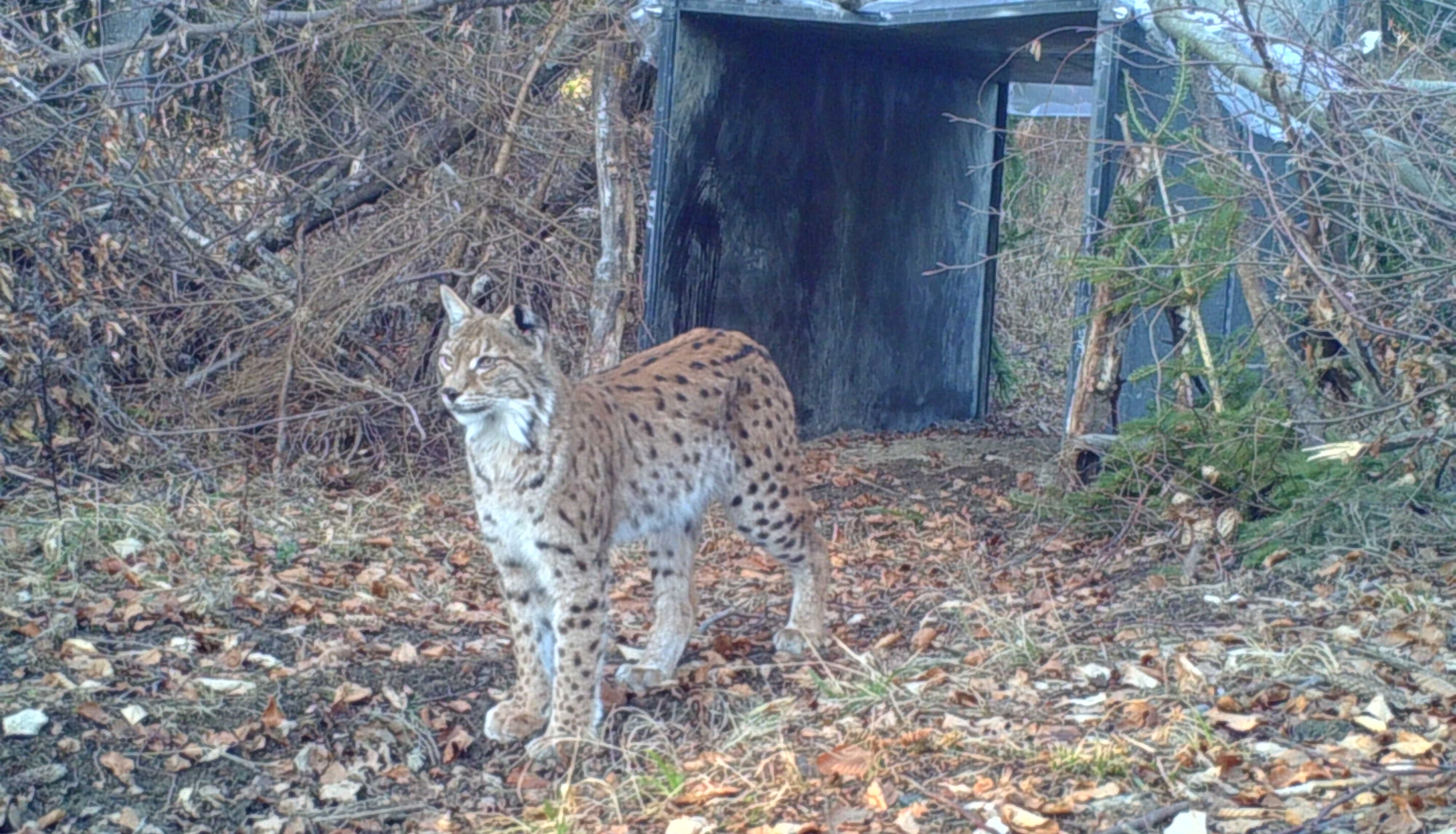 Shortly after activation of the first box-traps, a male lynx was ...