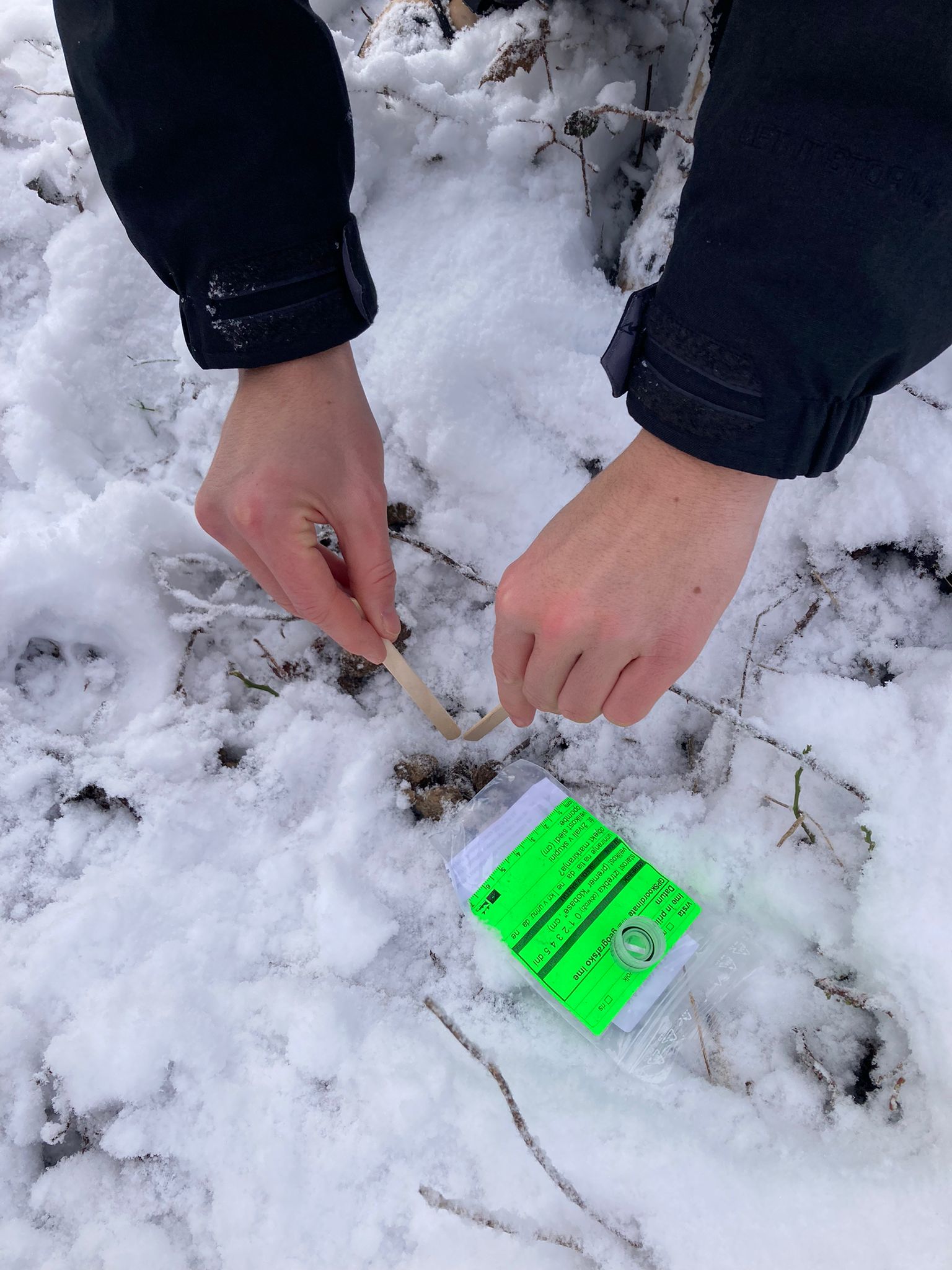 The lynx from Slovenian Alps are dispersing - Life lynx