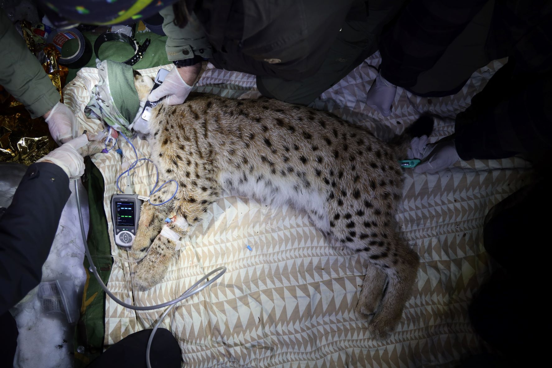 Flori, young lynx from Pokljuka is wearing a telemetry collar - Life lynx