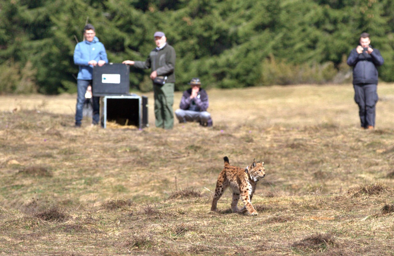 Lynx Kras has arrived in the beautiful forests of the Plitvice Lakes ...