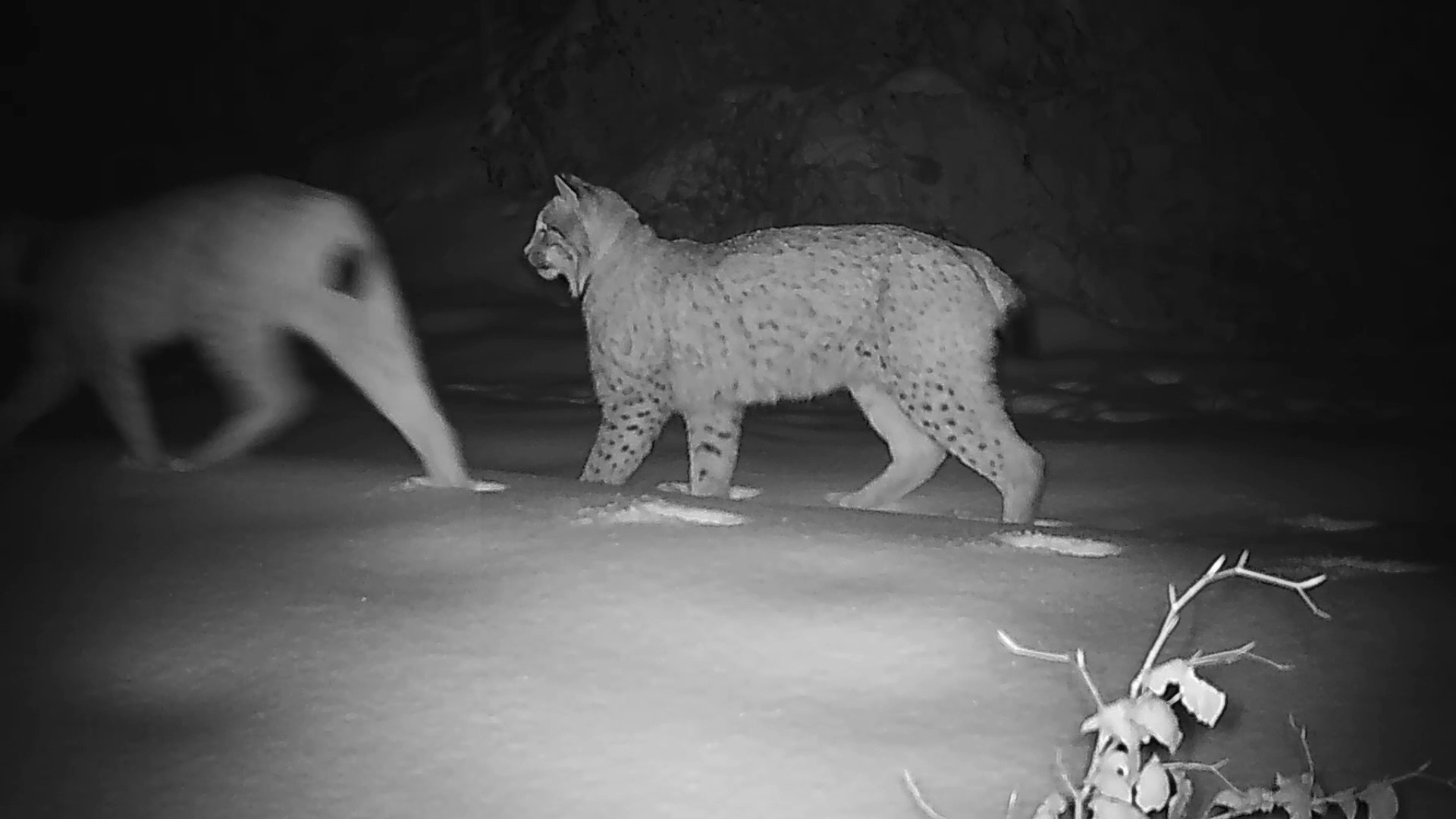 Confirmed also third lynx reproduction in Gorenjska – Lynx Lenka has a ...